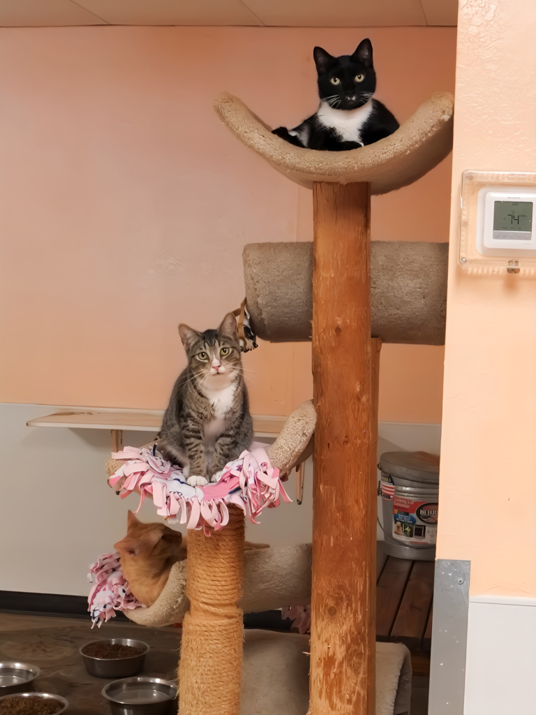 About the Cat Protection Society – Cat Protection Society