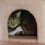 Cat Protection Society